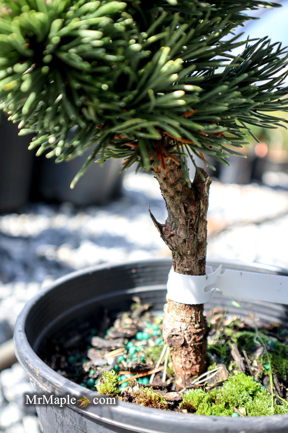 Buy Pinus mugo 'Jakobsen' Mountain Pine Tree — Mr Maple │ Buy Japanese ...