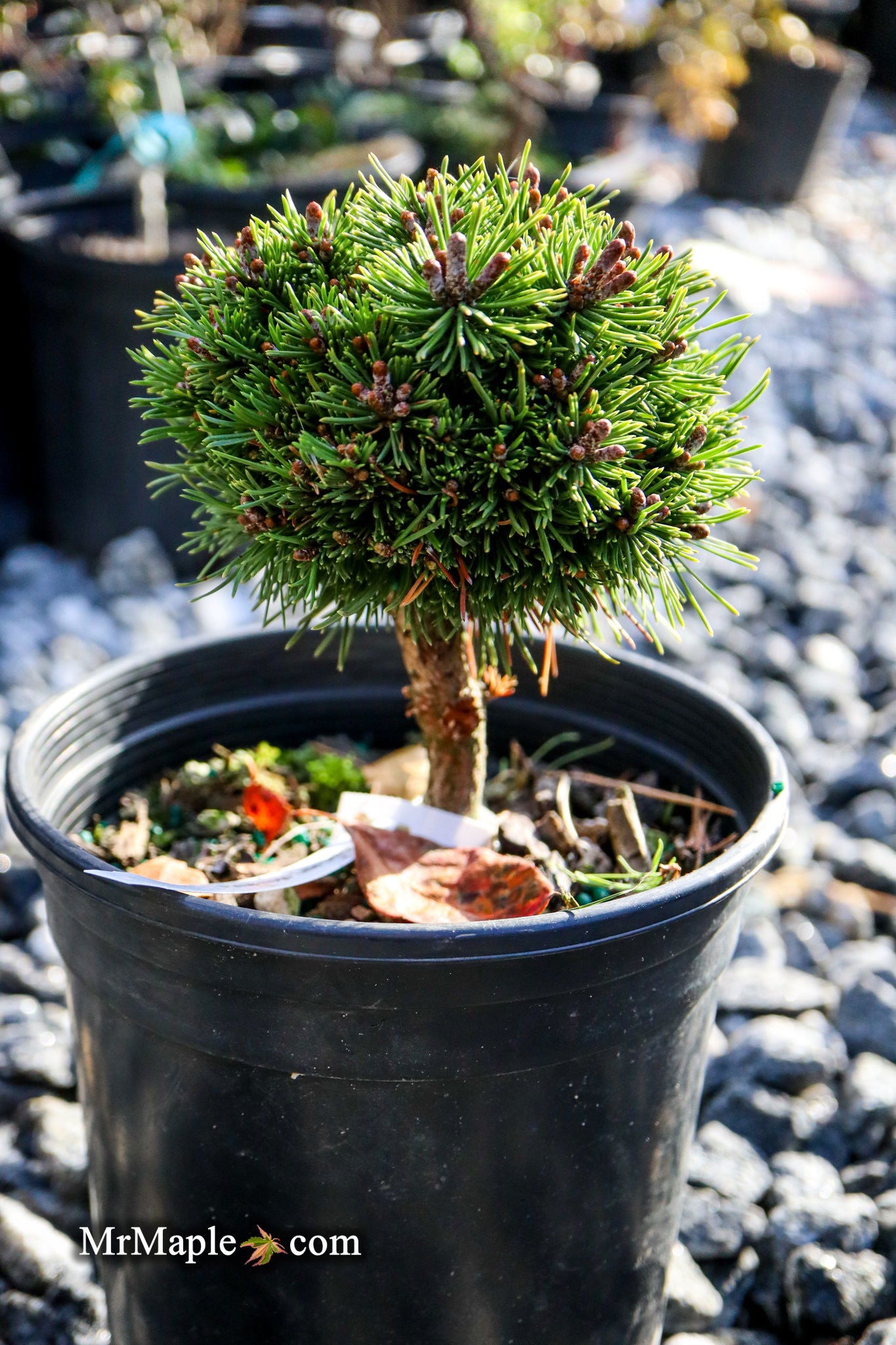 Buy Pinus mugo 'Little Delight' Dwarf Mountain Pine Tree — Mr Maple ...