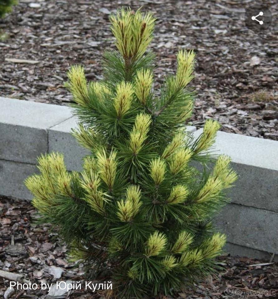 pinus mugo cloud tree