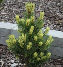 Buy Pinus mugo 'MIsty' Mountain Pine Tree — Mr Maple │ Buy Japanese ...