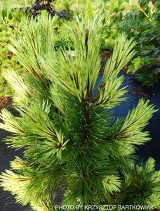 Buy Pinus mugo 'MIsty' Mountain Pine Tree — Mr Maple │ Buy Japanese ...
