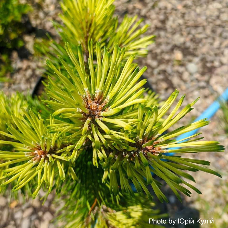 Buy Pinus mugo 'MIsty' Mountain Pine Tree — Mr Maple │ Buy Japanese ...