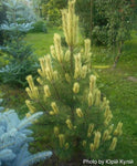 Buy Pinus mugo 'MIsty' Mountain Pine Tree — Mr Maple │ Buy Japanese ...