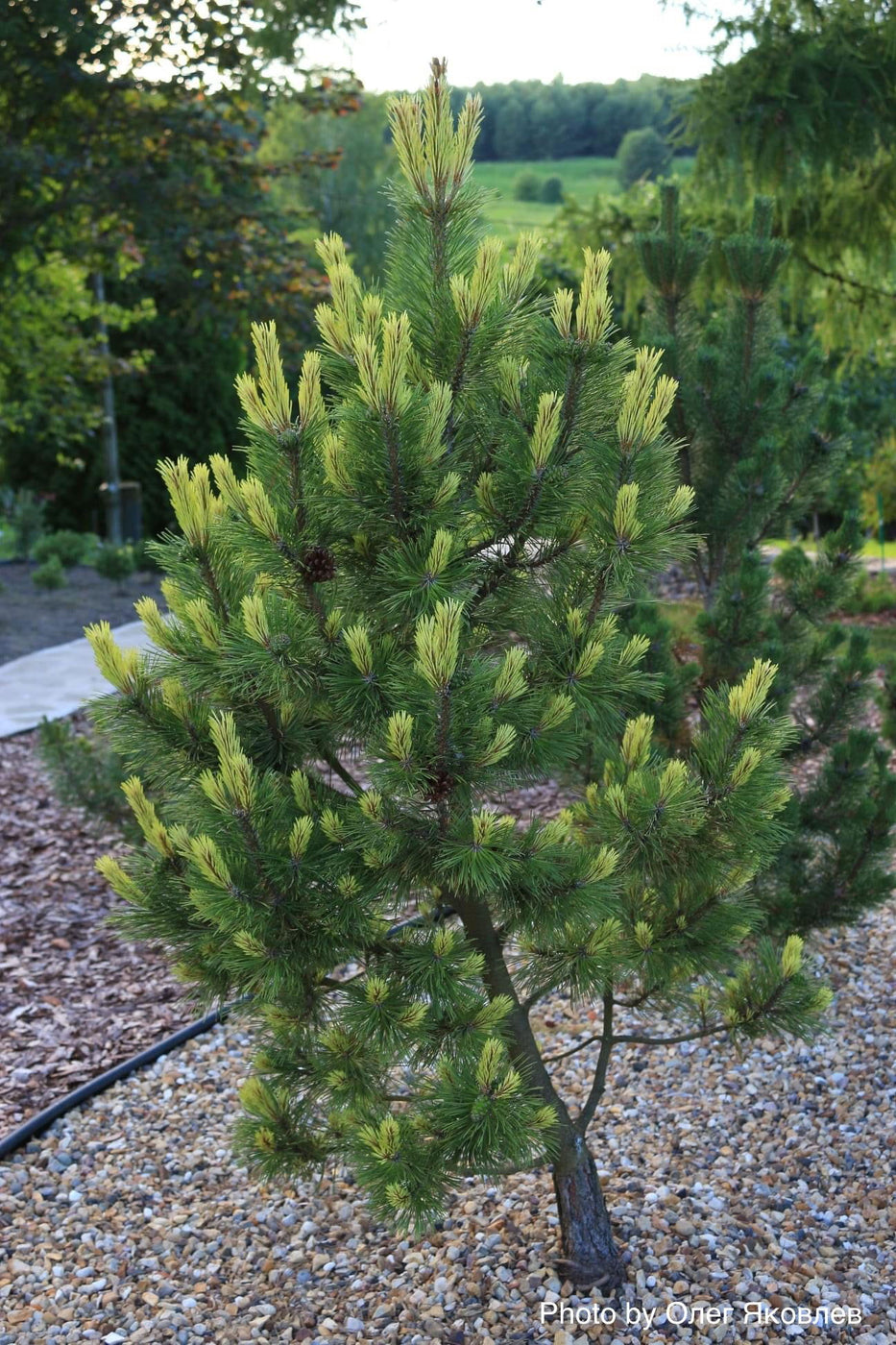 Buy Pinus mugo 'MIsty' Mountain Pine Tree — Mr Maple │ Buy Japanese ...