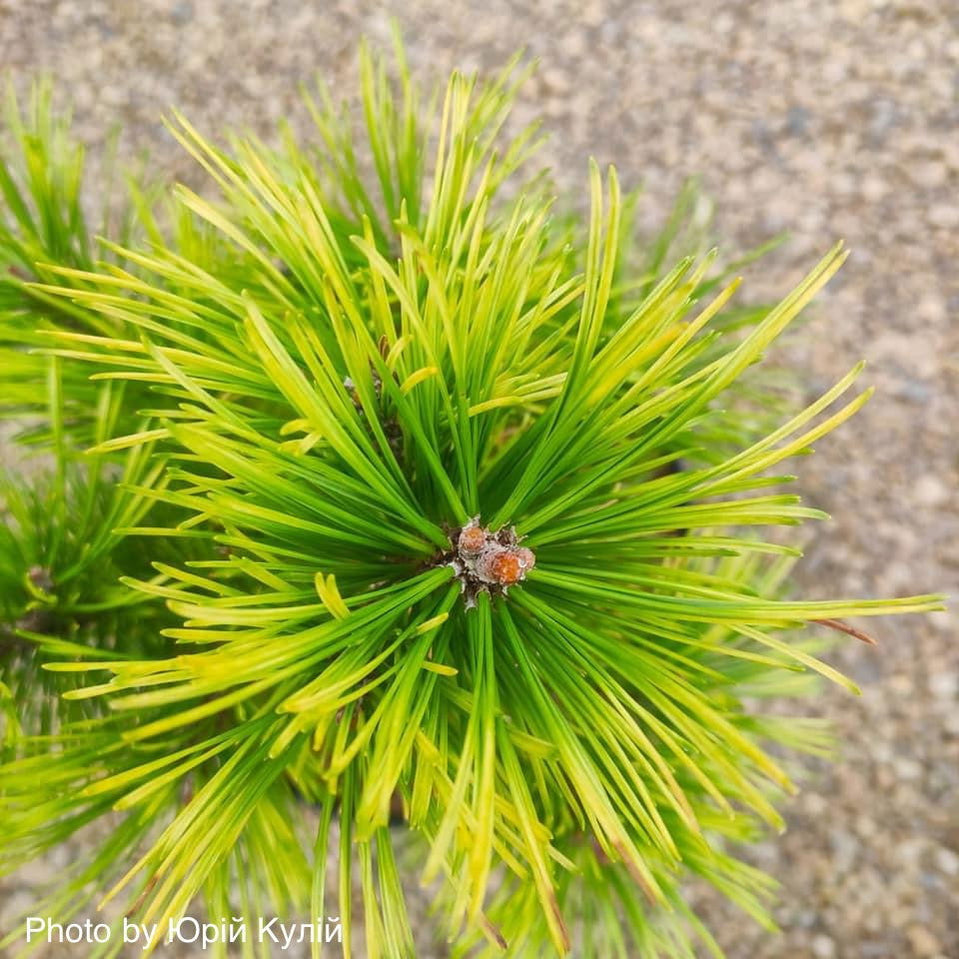 Buy Pinus mugo 'MIsty' Mountain Pine Tree — Mr Maple │ Buy Japanese ...