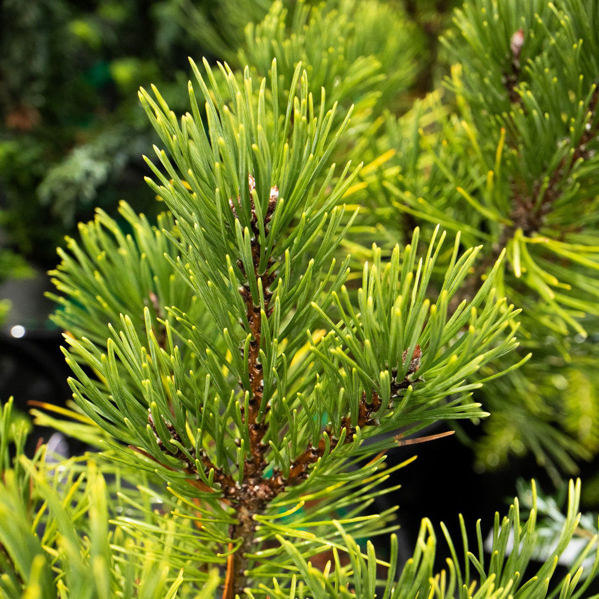 pinus mugo pine tree