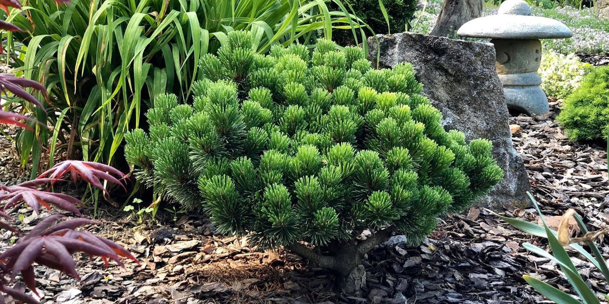 Buy Pinus mugo 'Sherwood Compact' Dwarf Mountain Pine Tree — Mr Maple ...