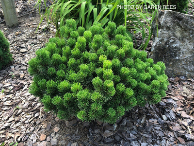 Buy Pinus mugo 'Sherwood Compact' Dwarf Mountain Pine Tree — Mr Maple ...