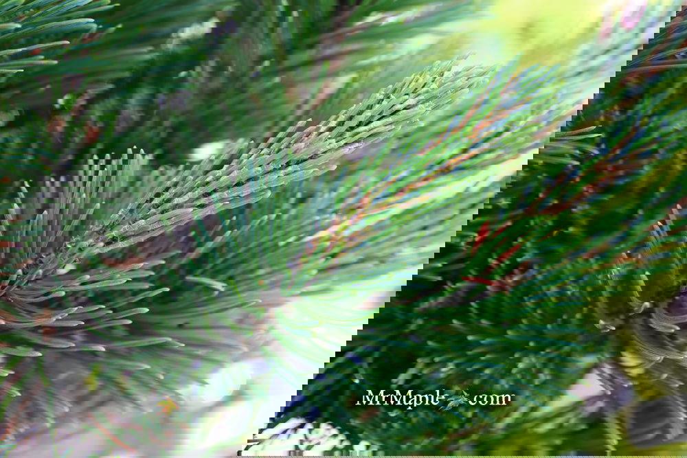 Buy Pinus mugo 'Sherwood Compact' Dwarf Mountain Pine Tree — Mr Maple ...