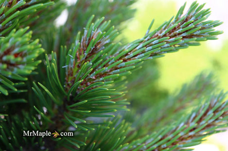Buy Pinus mugo 'Sherwood Compact' Dwarf Mountain Pine Tree — Mr Maple ...