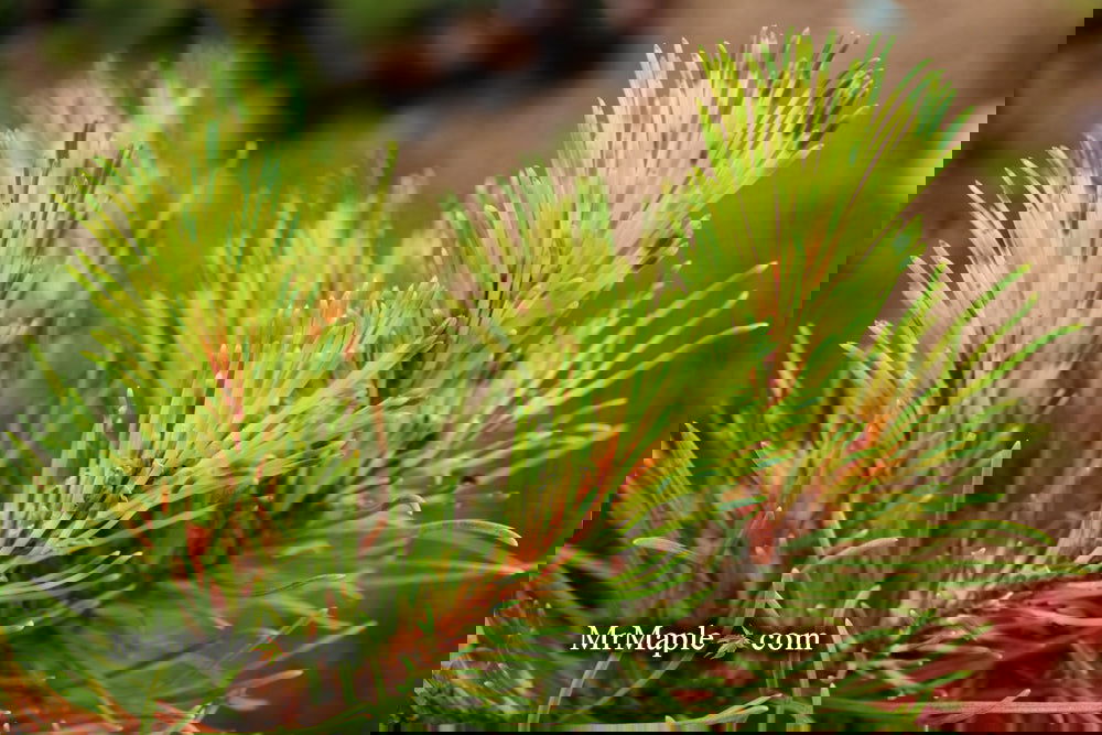 Buy Pinus mugo ‘Sunshine' Variegated Dwarf Mountain Pine Tree — Mr ...