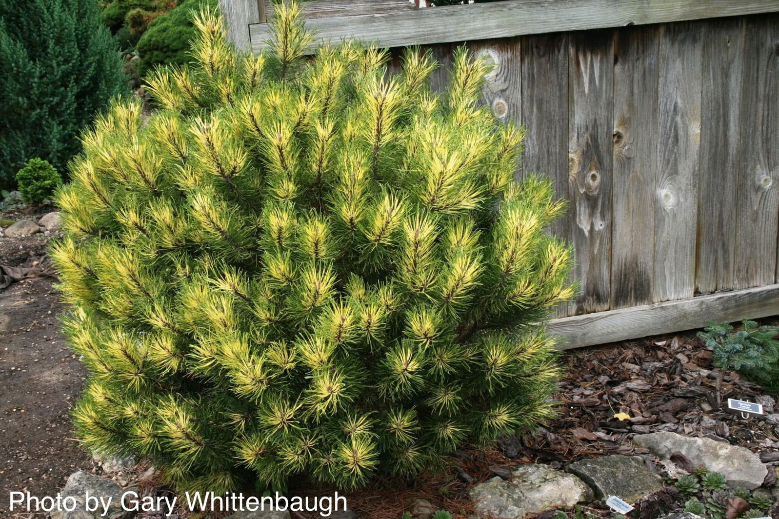 Buy Pinus mugo ‘Sunshine' Variegated Dwarf Mountain Pine Tree — Mr ...