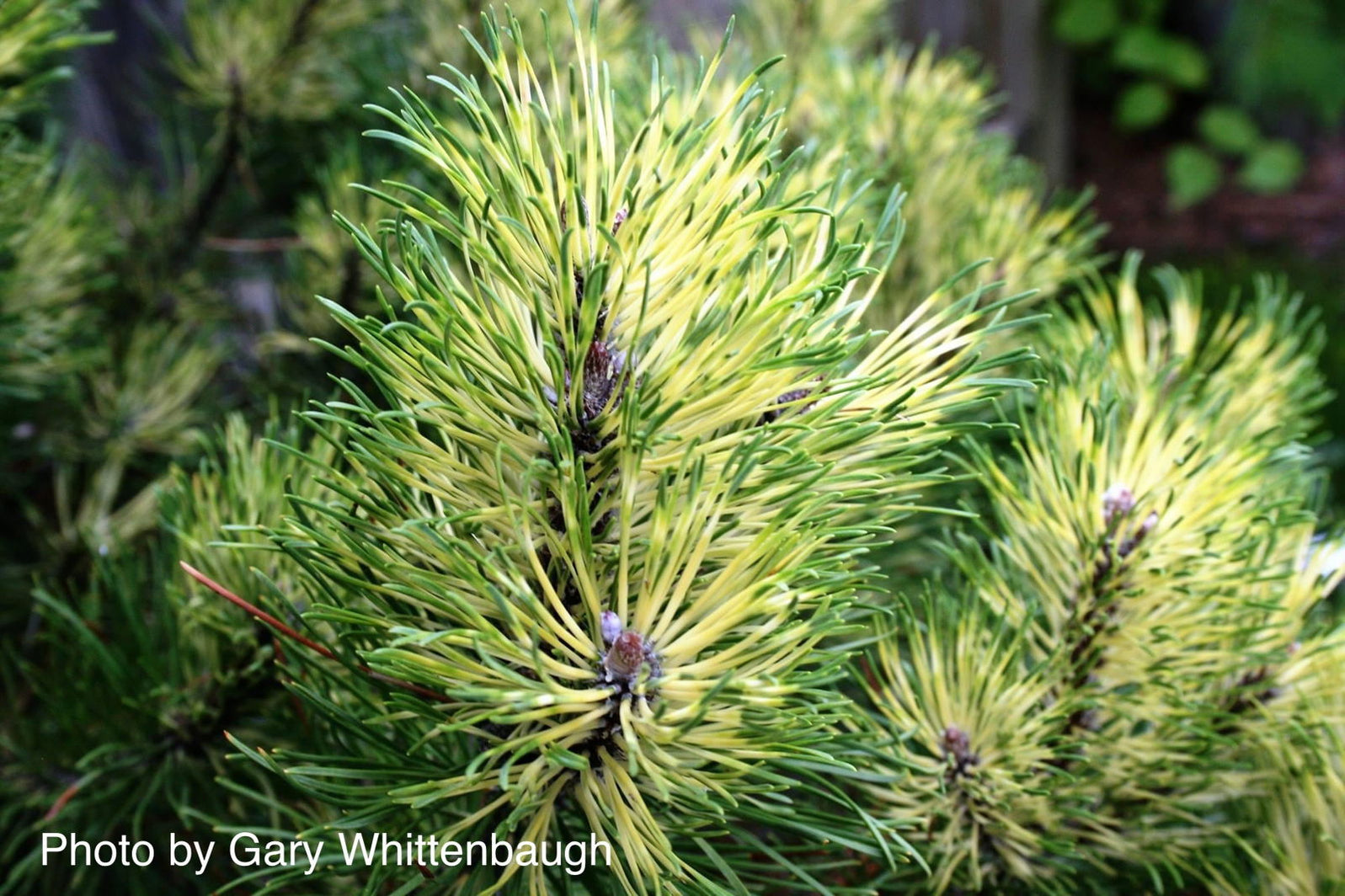 Buy Pinus mugo ‘Sunshine' Variegated Dwarf Mountain Pine Tree — Mr ...