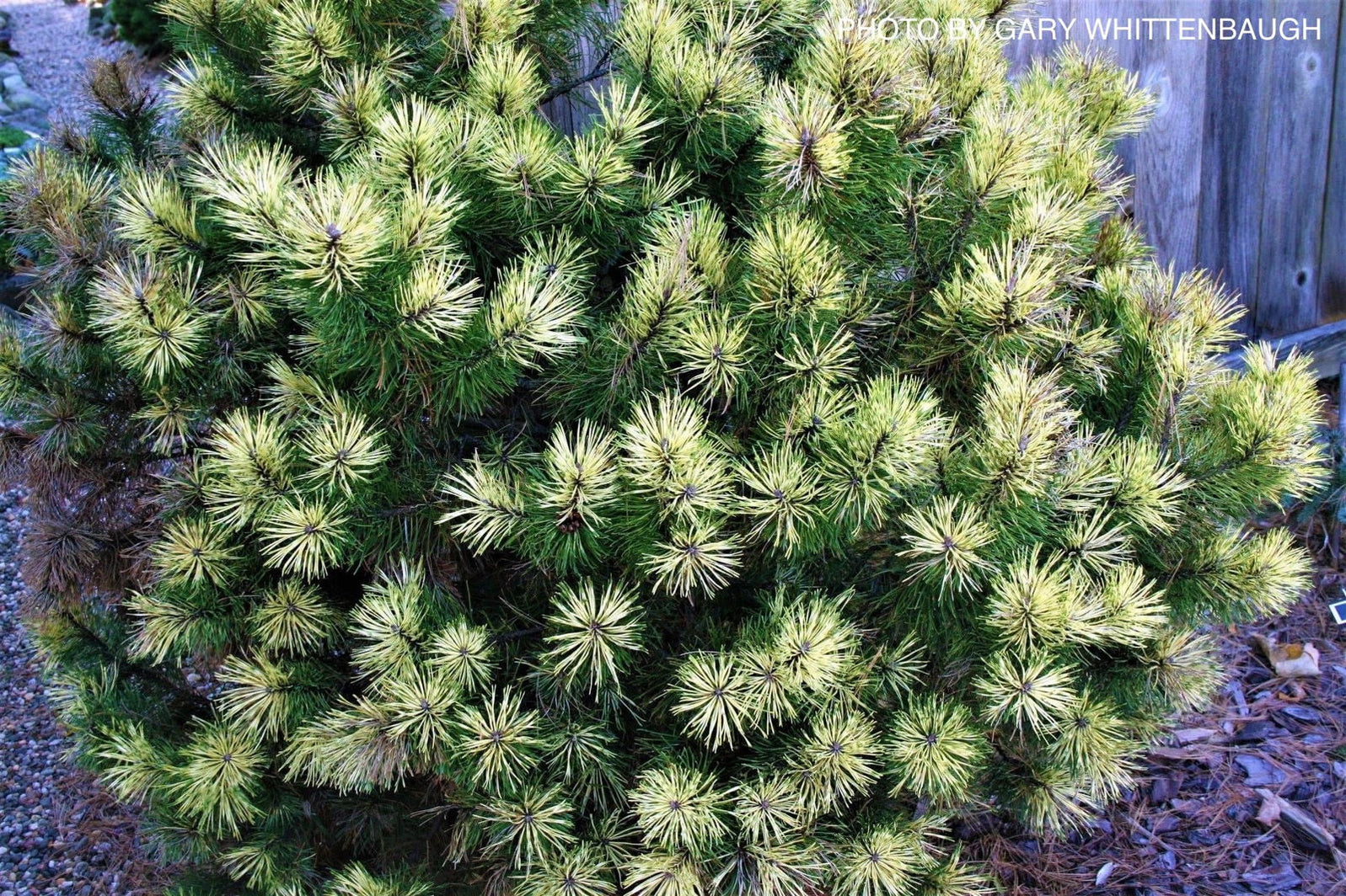 Buy Pinus mugo ‘Sunshine' Variegated Dwarf Mountain Pine Tree — Mr ...