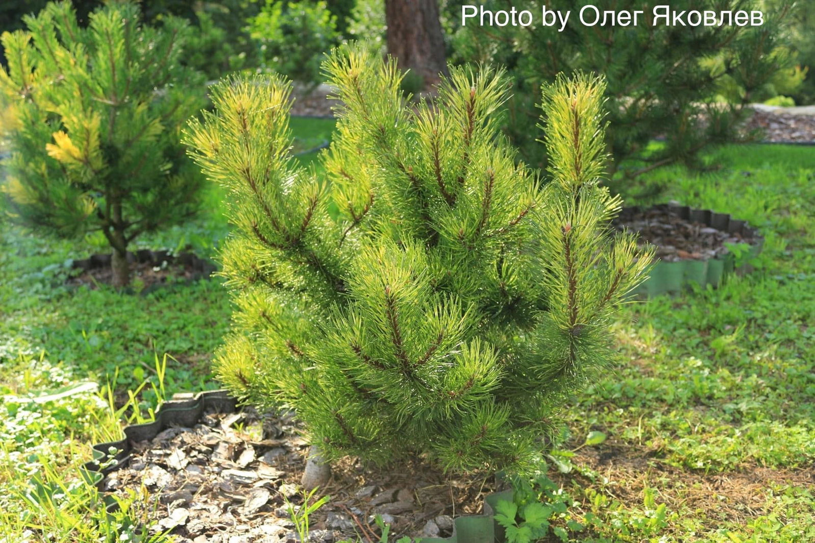 Buy Pinus mugo ‘Sunshine' Variegated Dwarf Mountain Pine Tree — Mr ...