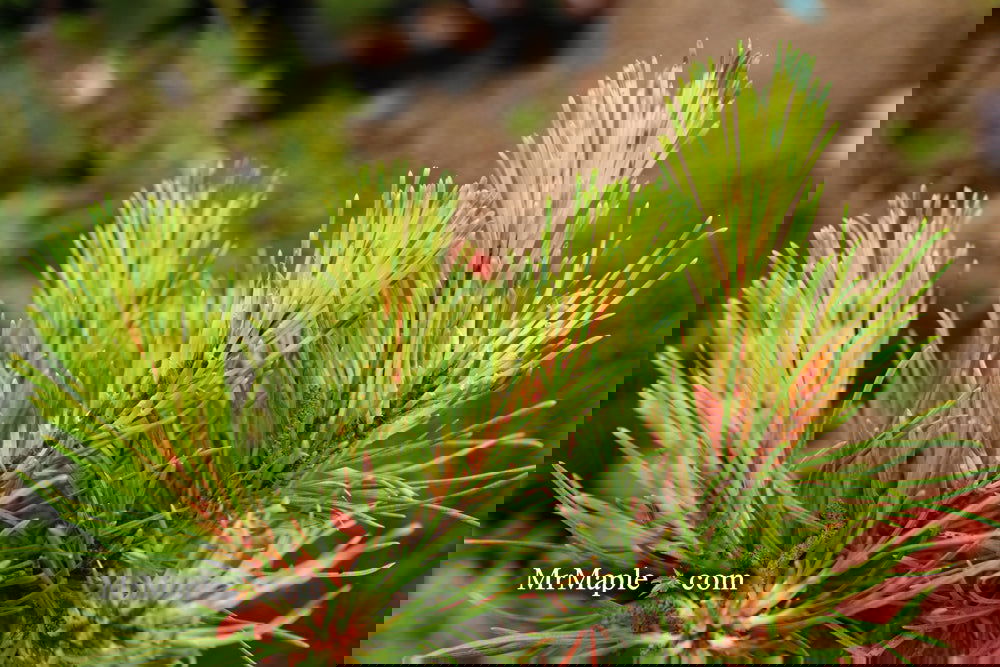 Buy Pinus mugo ‘Sunshine' Variegated Dwarf Mountain Pine Tree — Mr ...