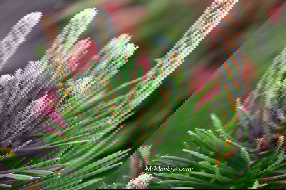 Buy Pinus mugo ‘Tannenbaum' Dwarf Pine Tree — Mr Maple │ Buy Japanese ...