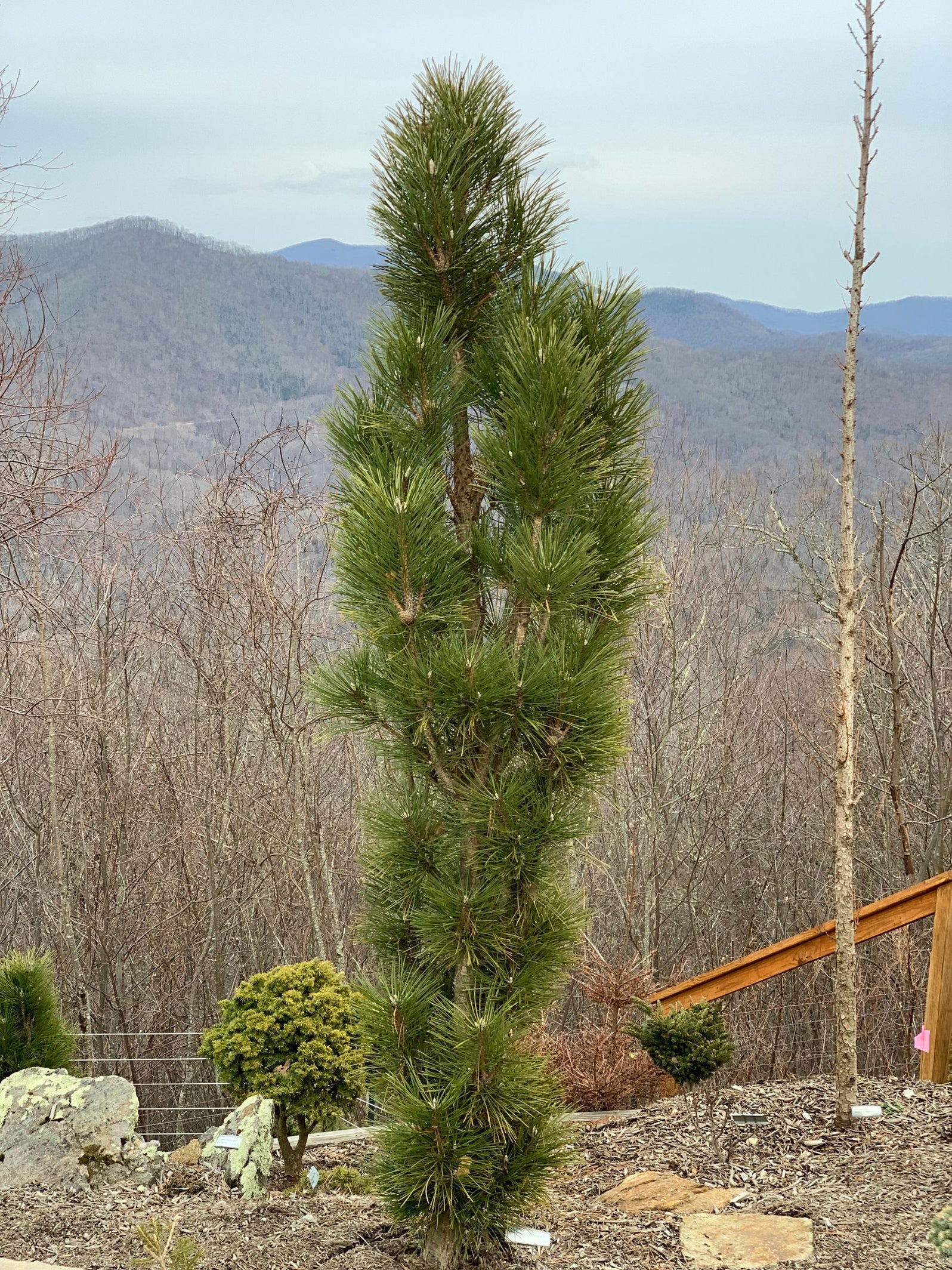 Buy Pinus nigra 'Arnold's Sentinel' Columnar Austrian Black Pine Tree ...