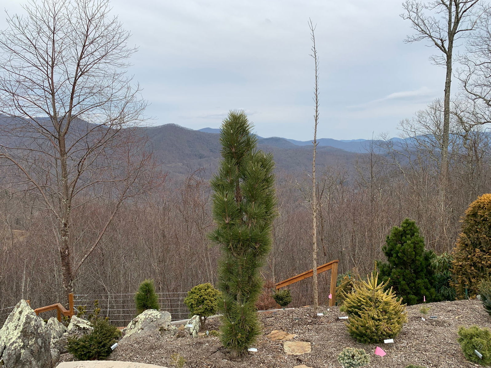 Buy Pinus nigra 'Arnold's Sentinel' Columnar Austrian Black Pine Tree ...