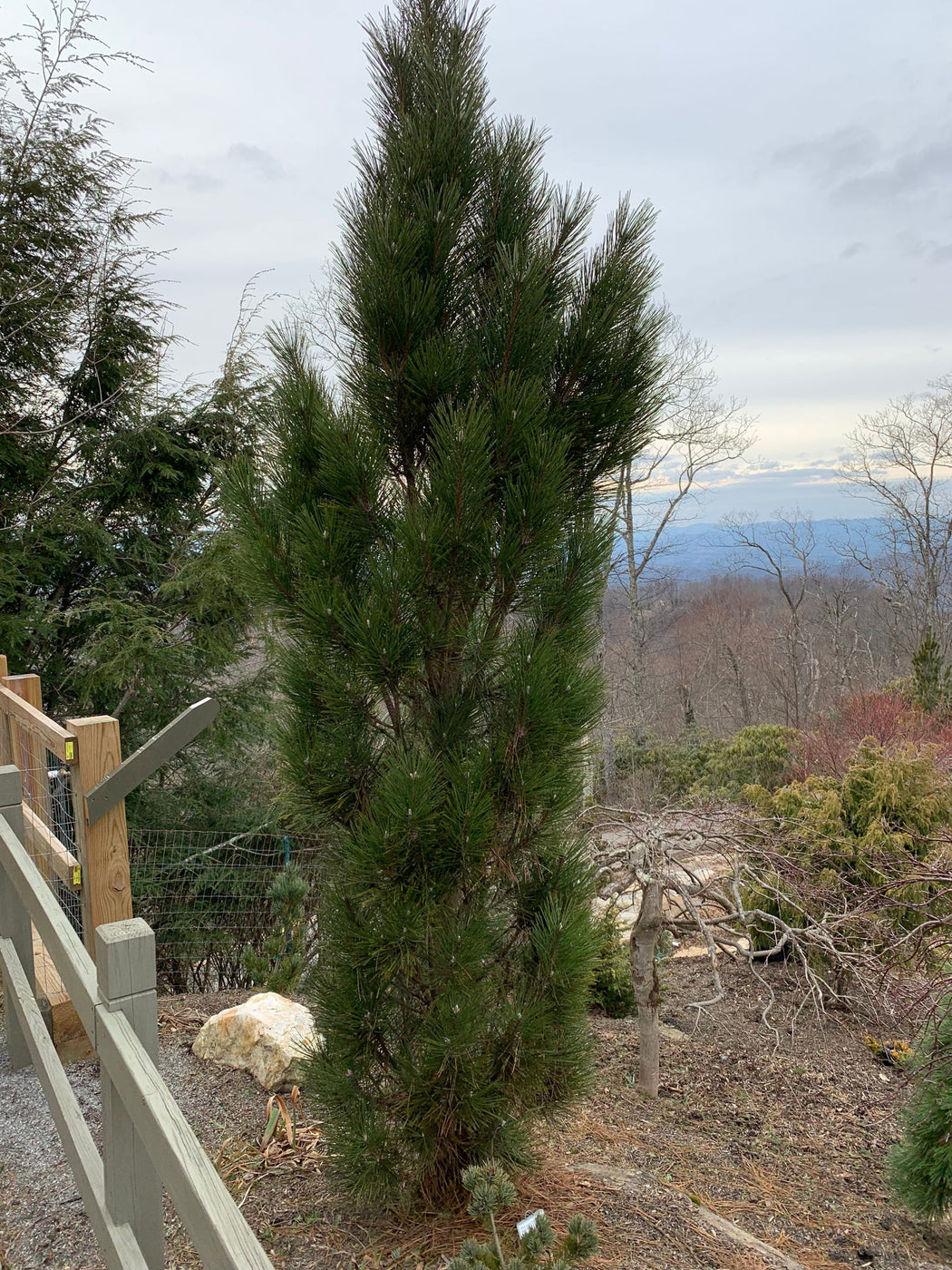 Buy Pinus nigra 'Arnold's Sentinel' Columnar Austrian Black Pine Tree ...