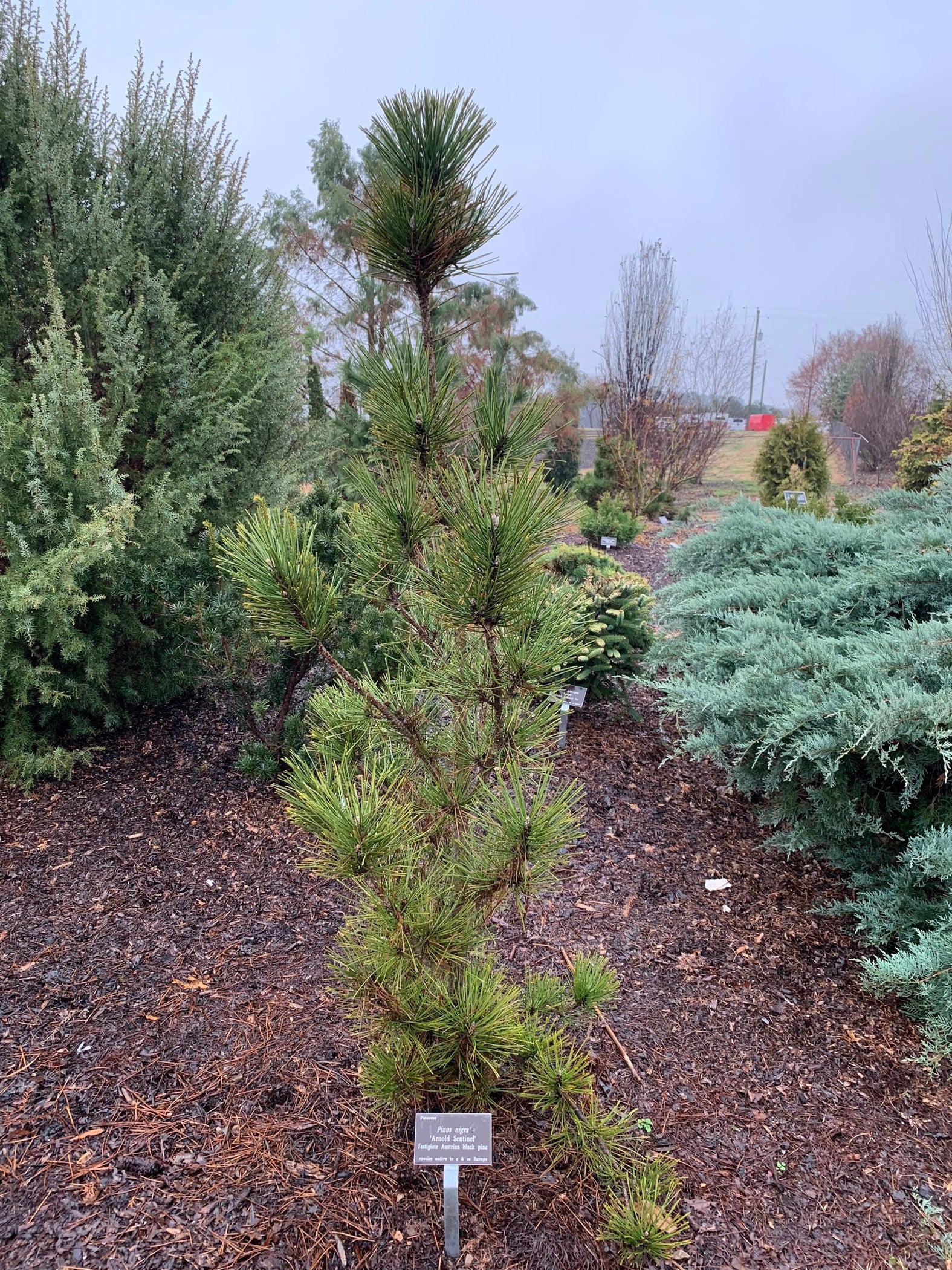Buy Pinus nigra 'Arnold's Sentinel' Columnar Austrian Black Pine Tree ...