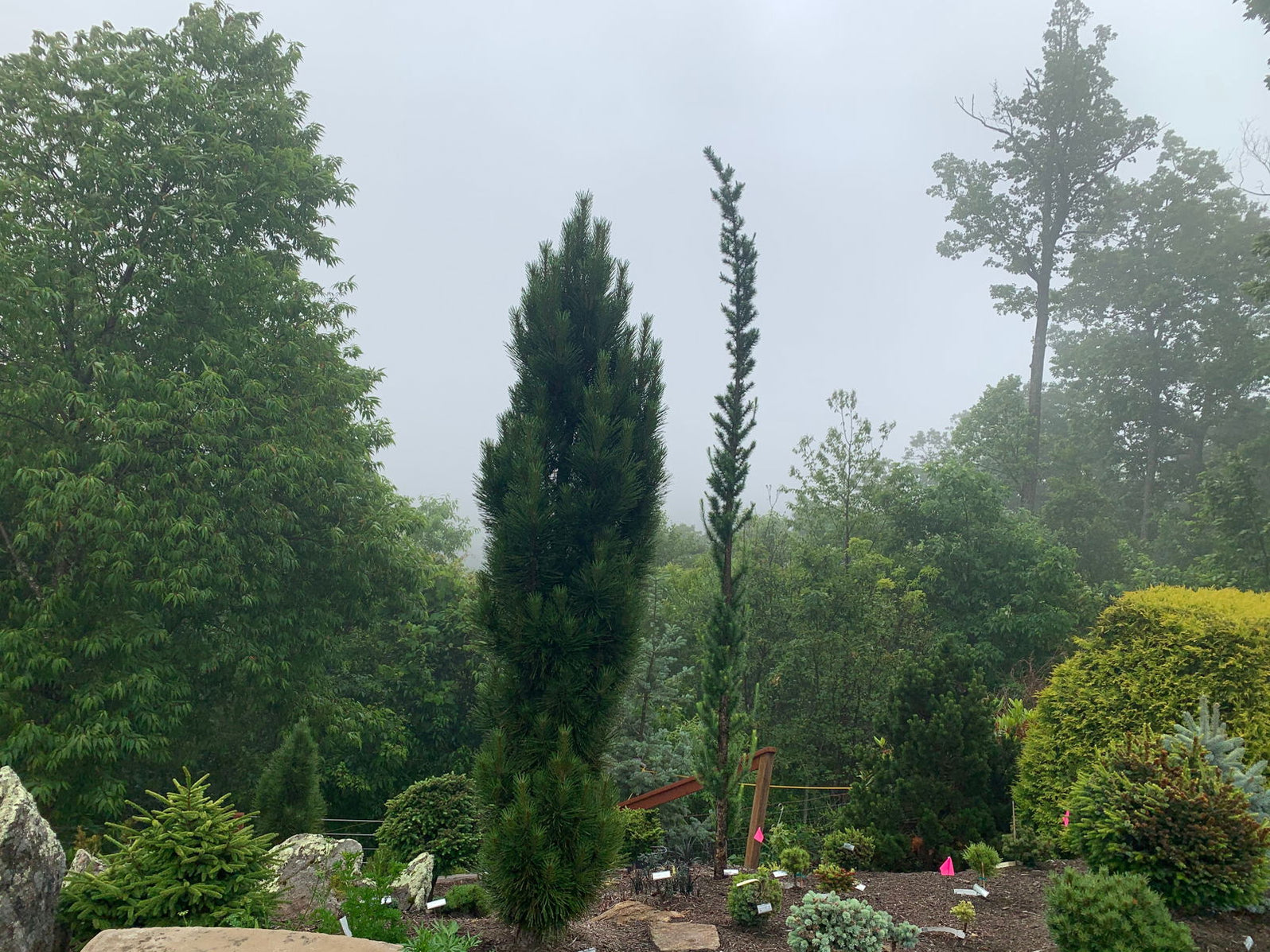 Buy Pinus nigra 'Arnold's Sentinel' Columnar Austrian Black Pine Tree ...