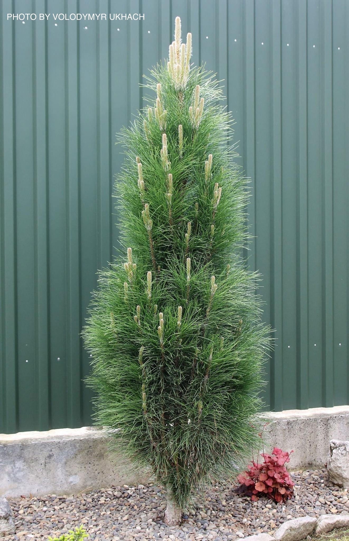 Buy Pinus nigra 'Green Tower' Columnar Austrian Black Pine Tree — Mr ...