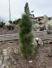 Buy Pinus nigra 'Green Tower' Columnar Austrian Black Pine Tree — Mr ...