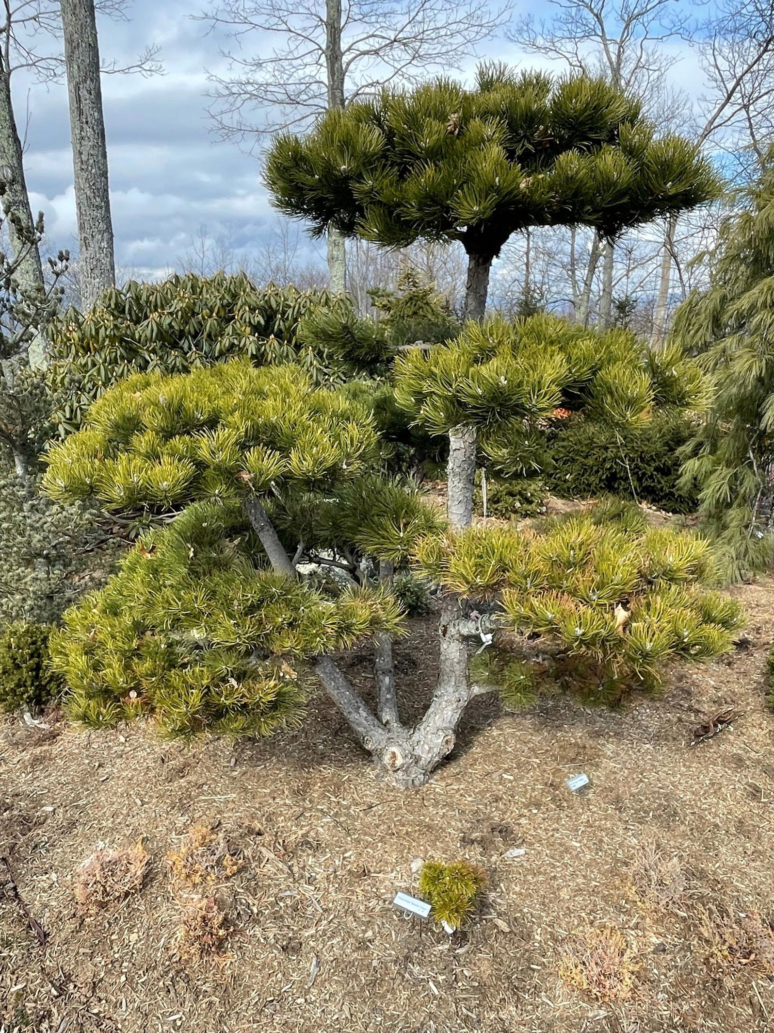 Buy Pinus nigra 'Oregon Green' Austrian Black Pine Tree — Mr Maple ...