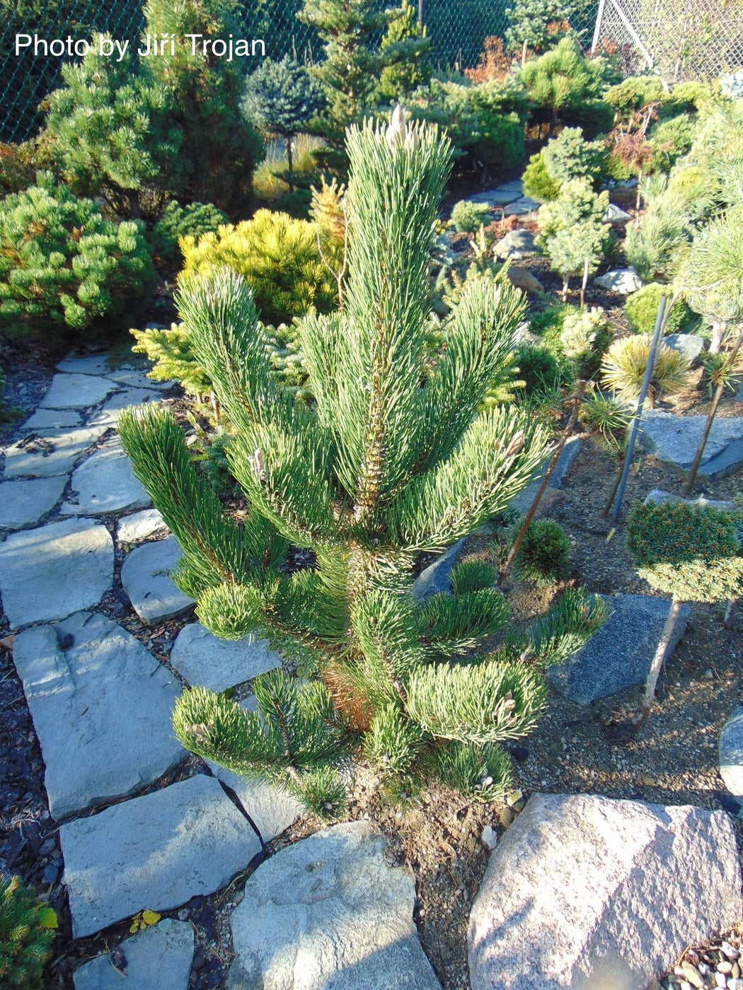 Buy Pinus nigra 'Oregon Green' Austrian Black Pine Tree — Mr Maple ...