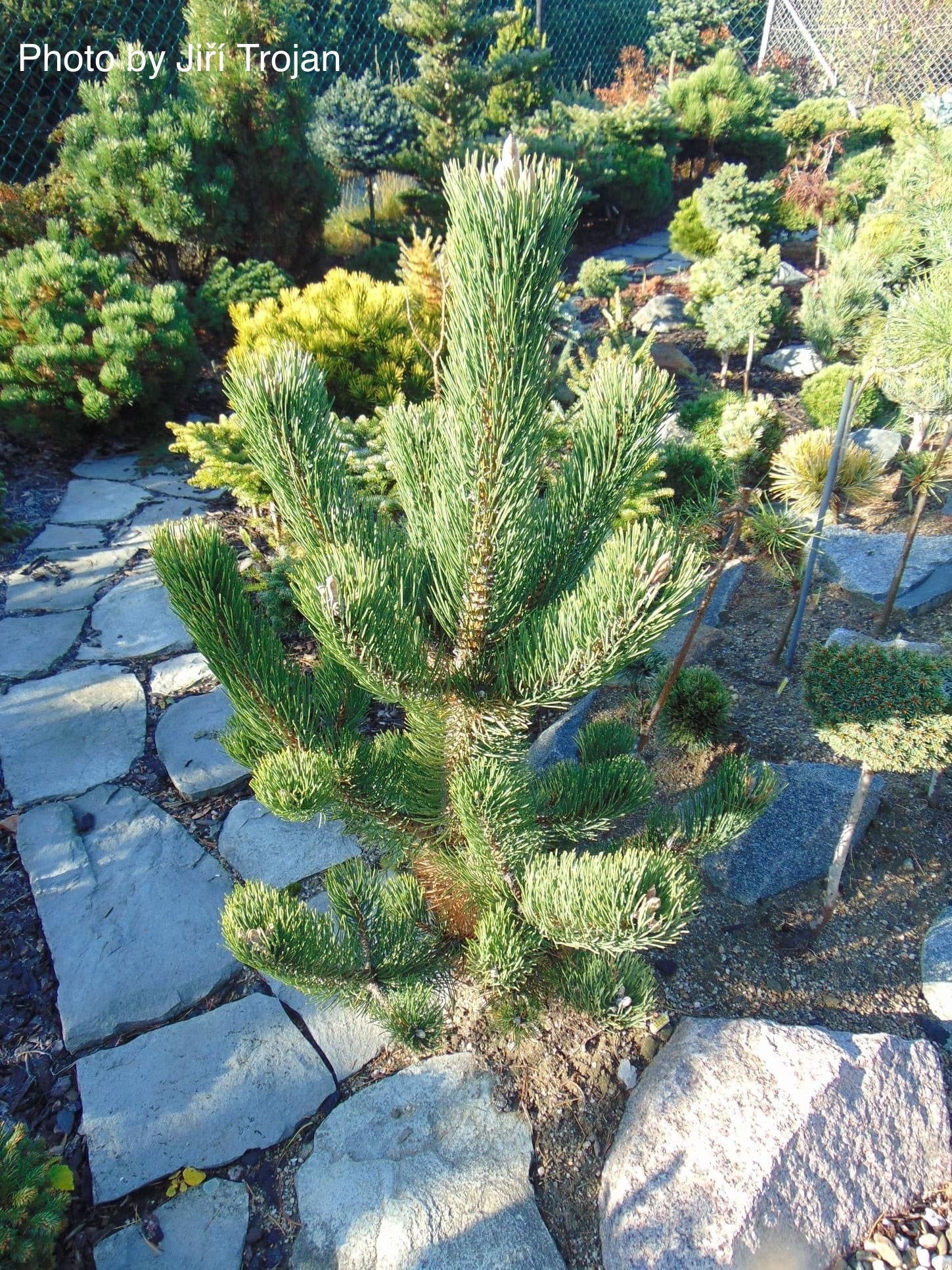 Buy Pinus nigra 'Oregon Green' Austrian Black Pine Tree — Mr Maple ...