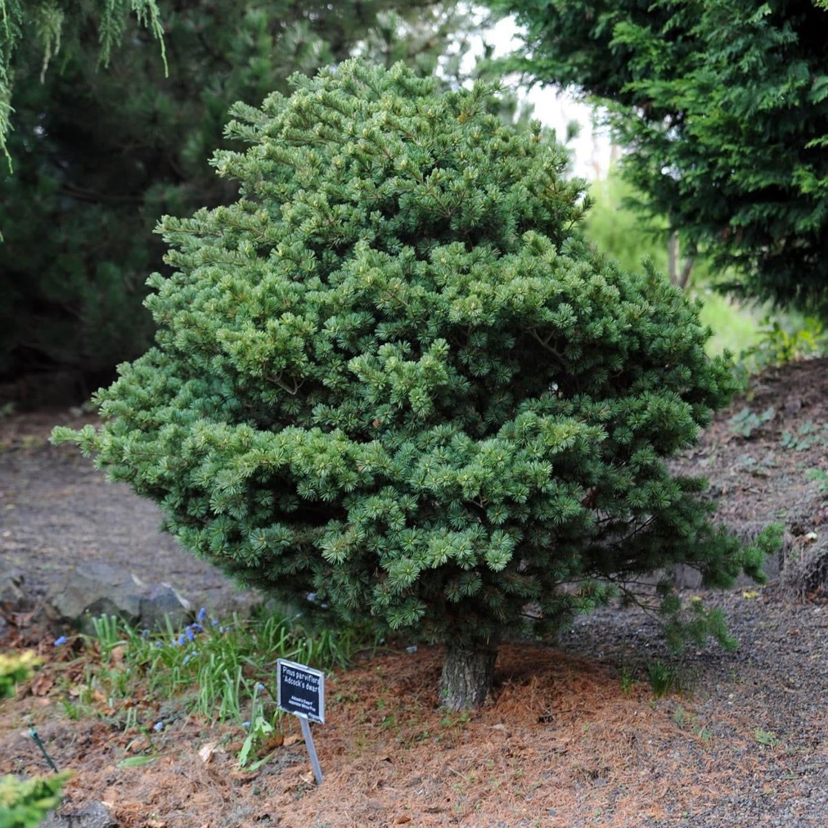 dwarf pinus
