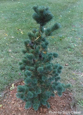 Buy Pinus parviflora 'Aoi' Blue Japanese White Pine — Mr Maple │ Buy ...