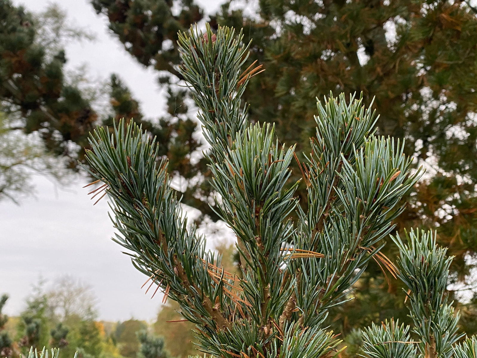 Buy Pinus parviflora 'Aoi' Blue Japanese White Pine — Mr Maple │ Buy ...