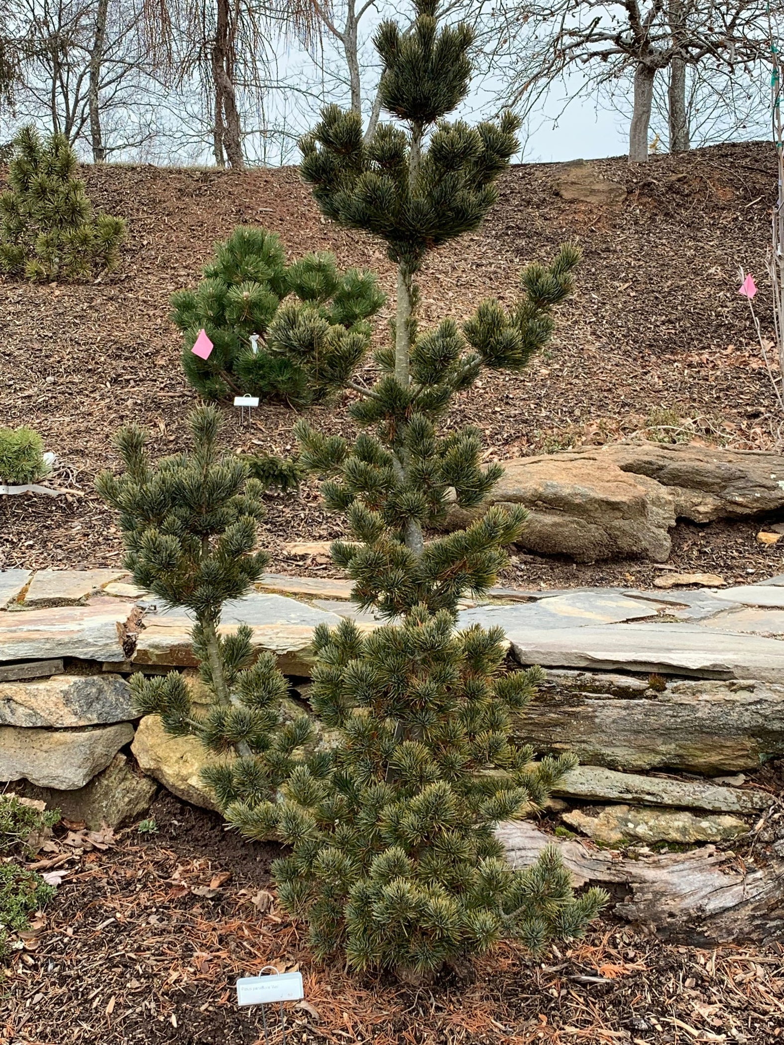 Buy Pinus parviflora 'Aoi' Blue Japanese White Pine — Mr Maple │ Buy ...