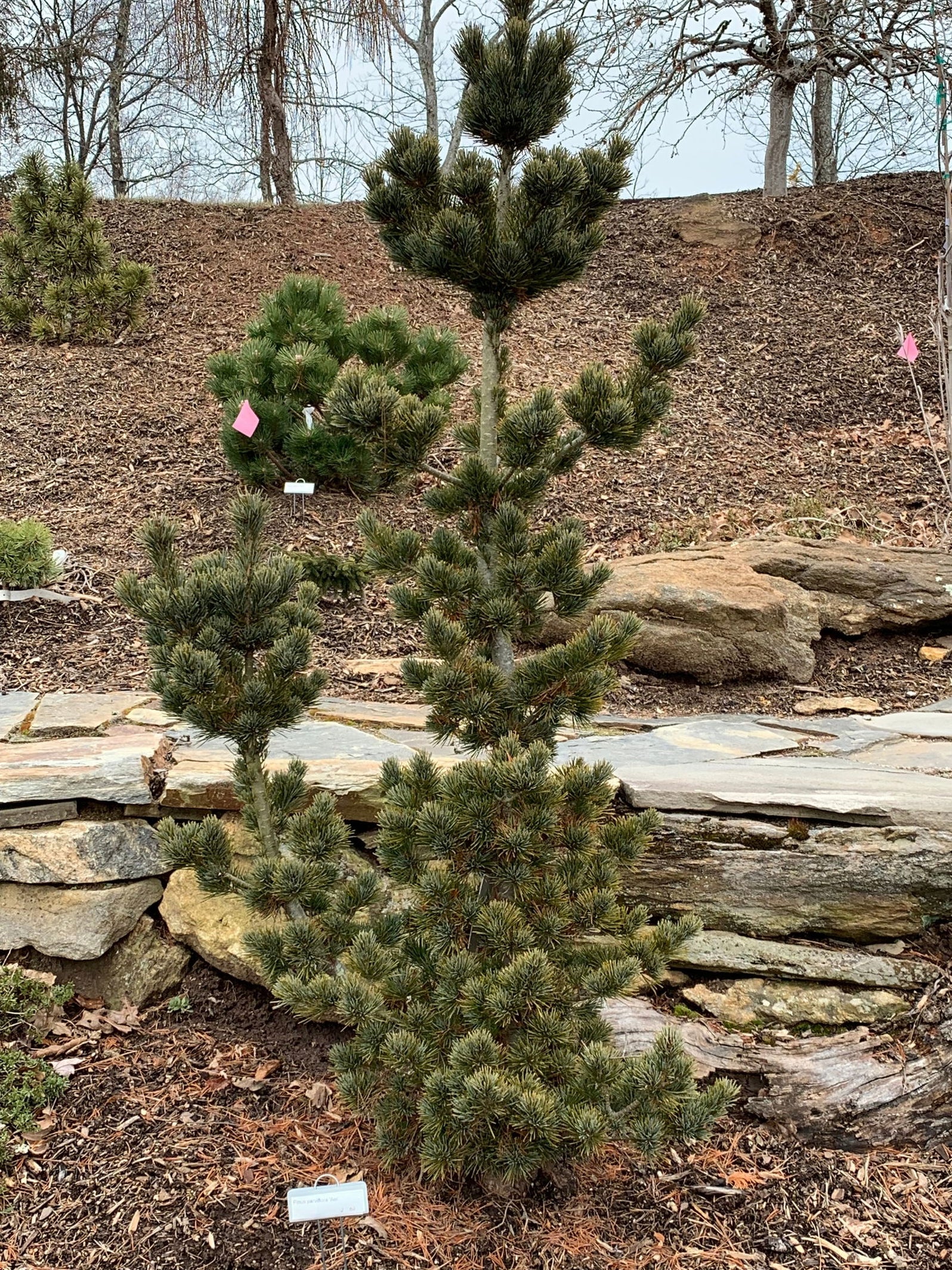 Buy Pinus parviflora 'Aoi' Blue Japanese White Pine — Mr Maple │ Buy ...