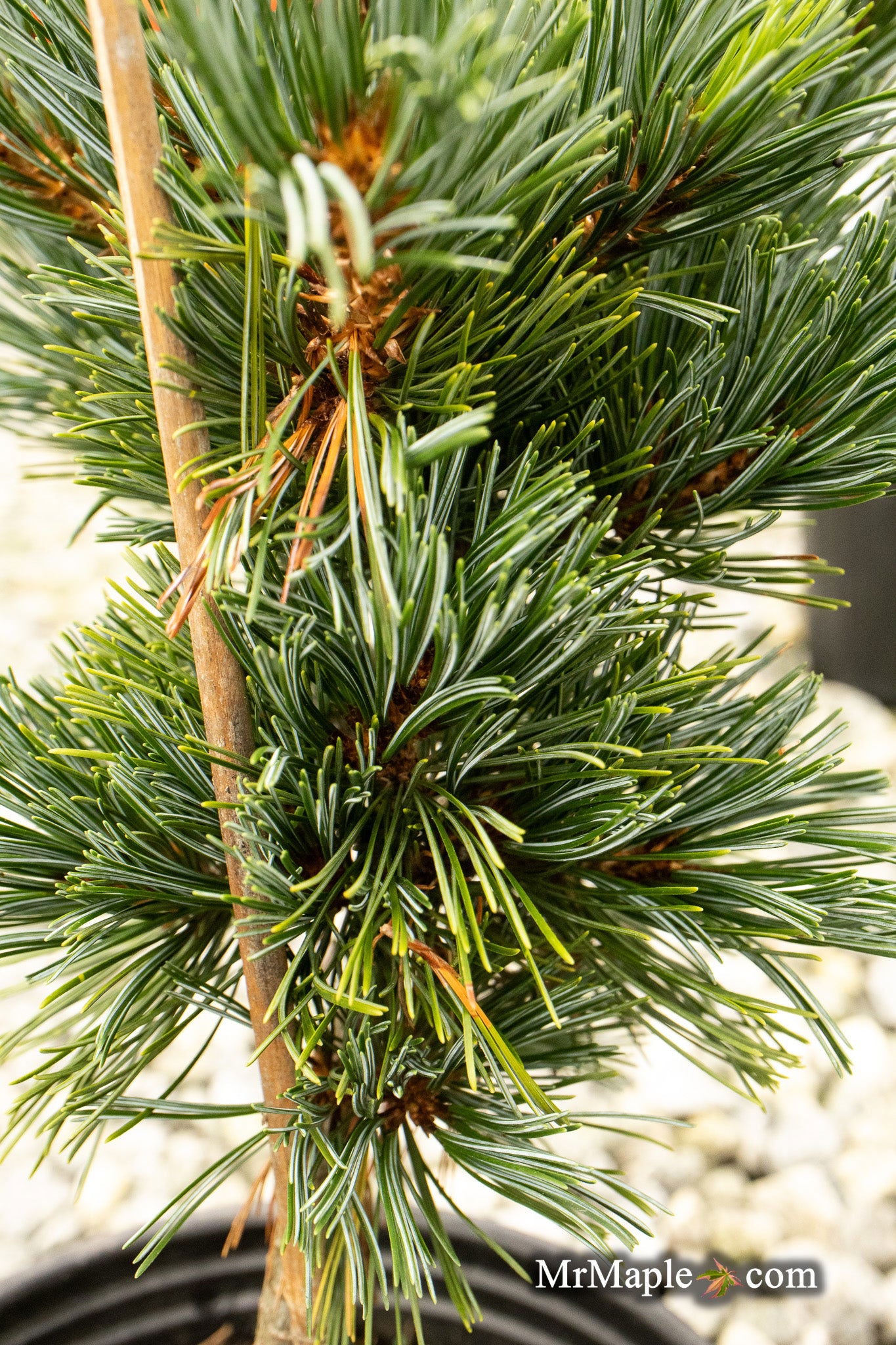 Buy Pinus parviflora 'Baldwin' Dwarf White Pine — Mr Maple │ Buy ...