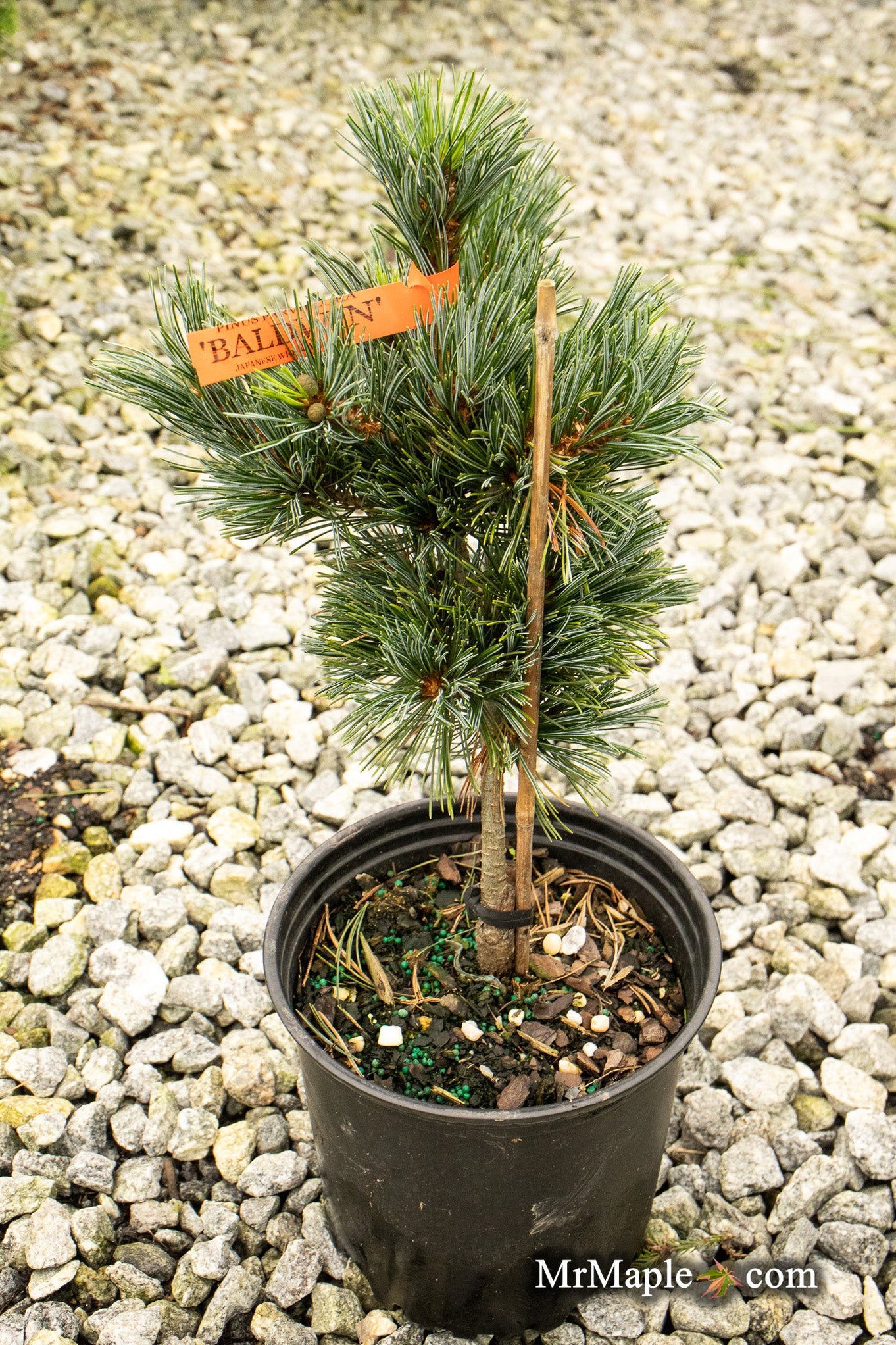 Buy Pinus parviflora 'Baldwin' Dwarf White Pine — Mr Maple │ Buy ...