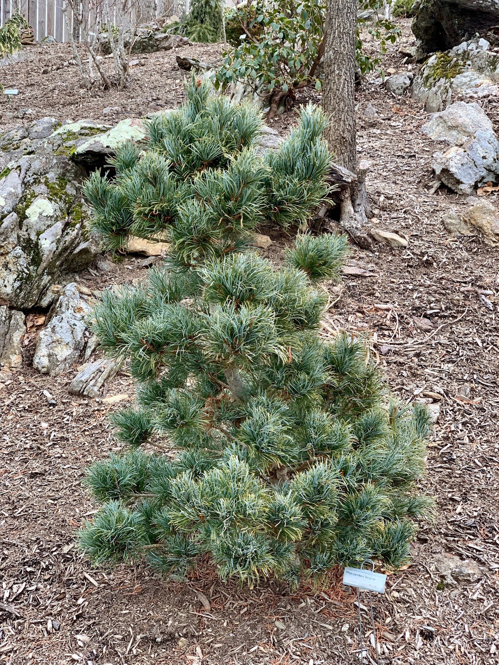 Buy Pinus parviflora 'Bergman' Japanese White Pine Tree — Mr Maple ...