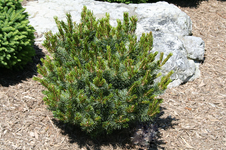Buy Pinus parviflora 'Blue Lou' Dwarf Japanese White Pine — Mr Maple ...