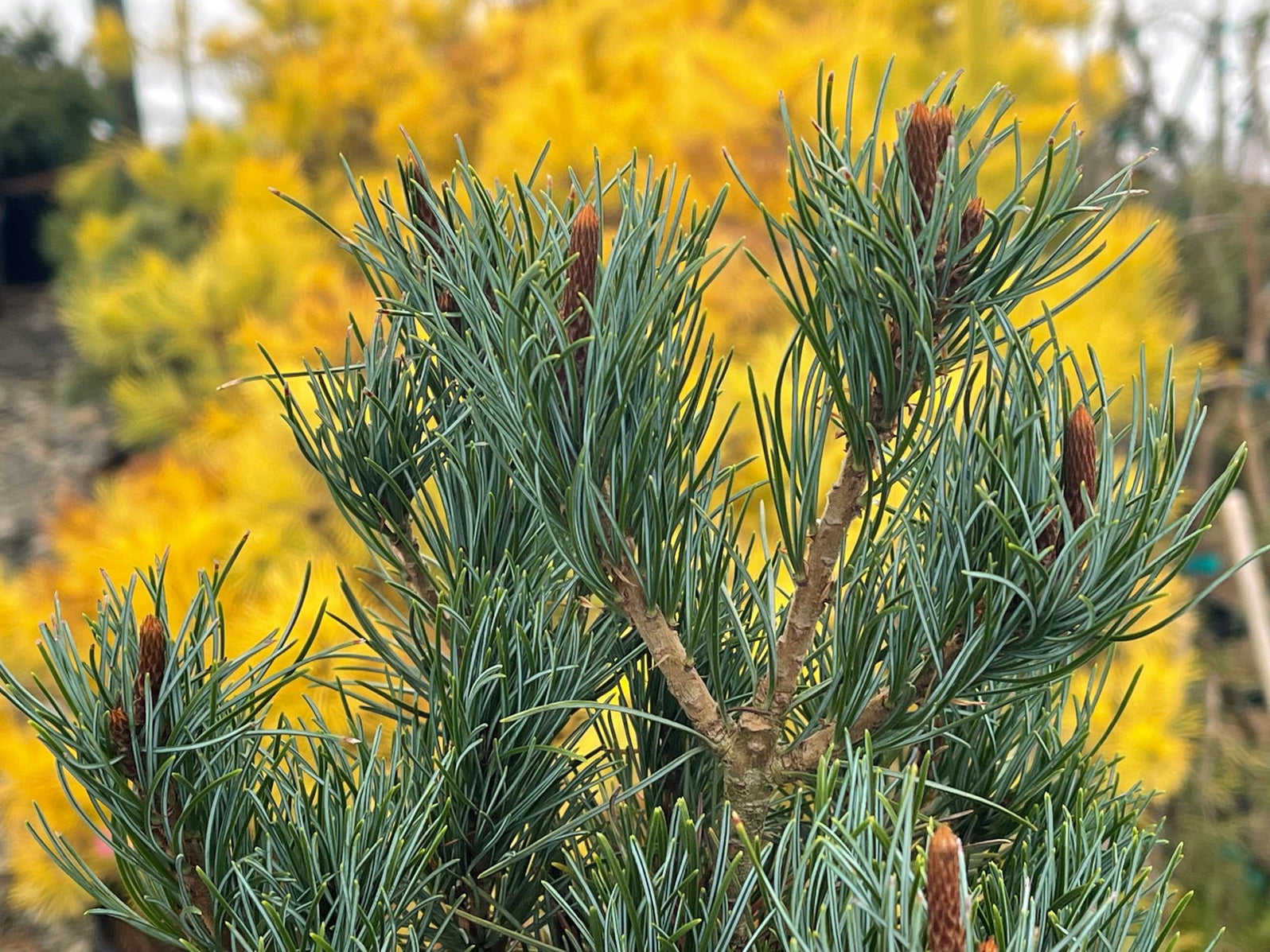Buy Pinus parviflora 'Blue Lou' Dwarf Japanese White Pine — Mr Maple ...