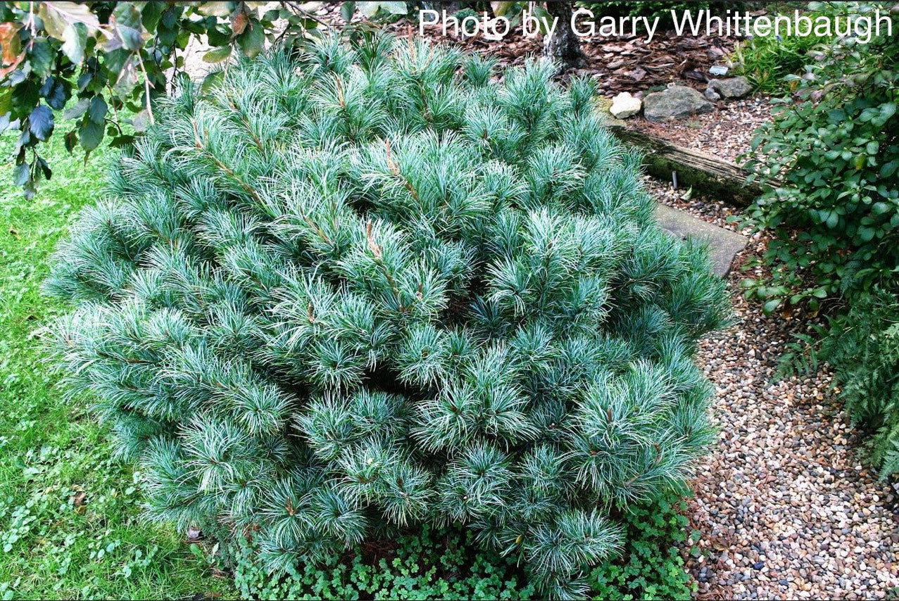 Buy Pinus parviflora 'Blue Lou' Dwarf Japanese White Pine — Mr Maple ...