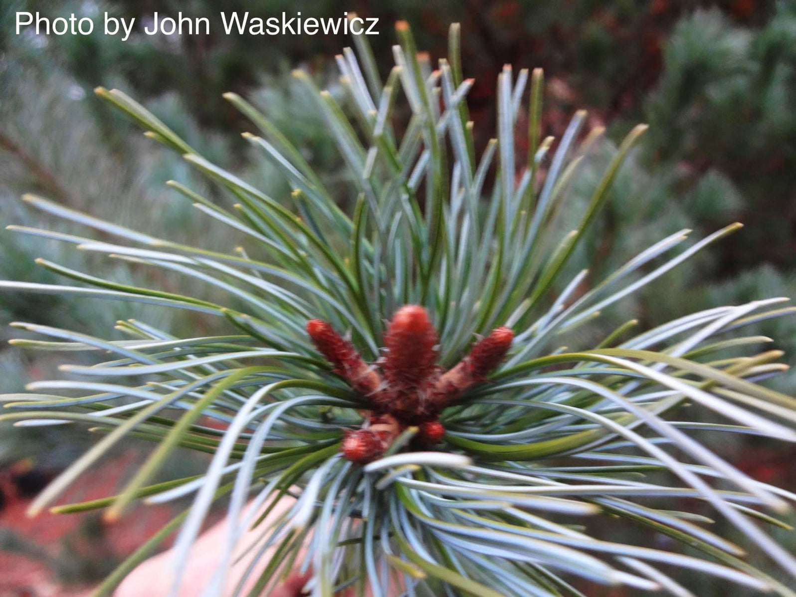 Buy Pinus parviflora 'Blue Lou' Dwarf Japanese White Pine — Mr Maple ...