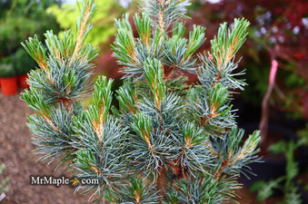 Buy Pinus parviflora 'Blue Lou' Dwarf Japanese White Pine — Mr Maple ...