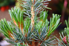 Buy Pinus parviflora 'Blue Lou' Dwarf Japanese White Pine — Mr Maple ...