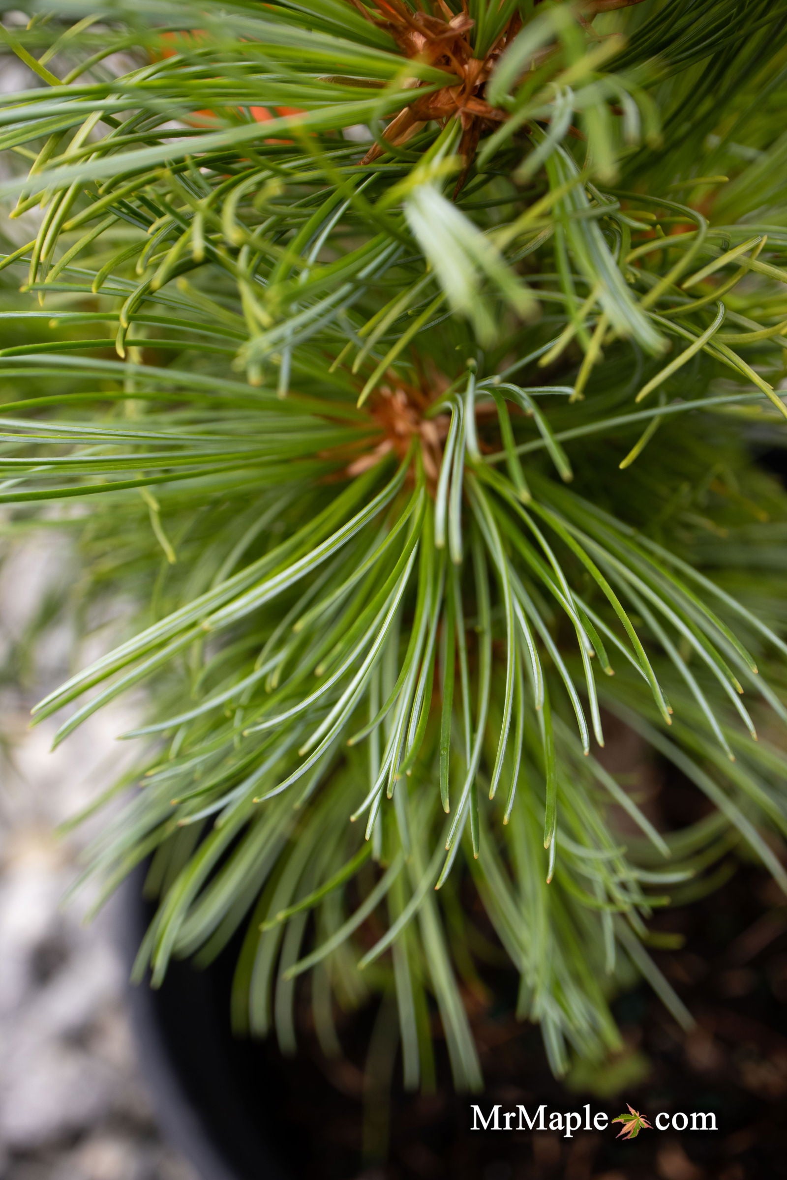 Buy Pinus parviflora 'Brocade' Japanese White Pine — Mr Maple │ Buy ...