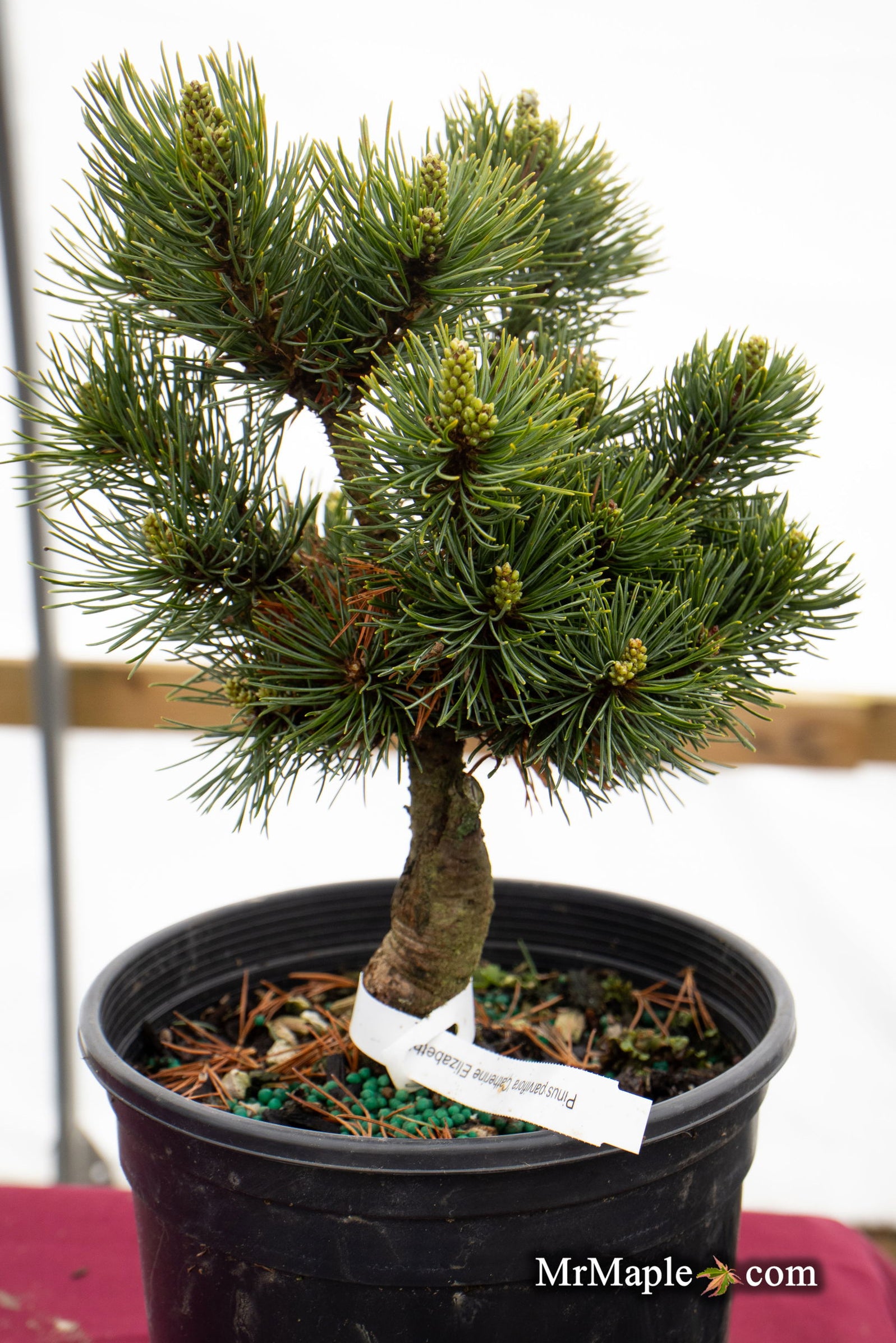 Buy Pinus parviflora 'Catherine Elizabeth' Japanese White Pine Tree ...
