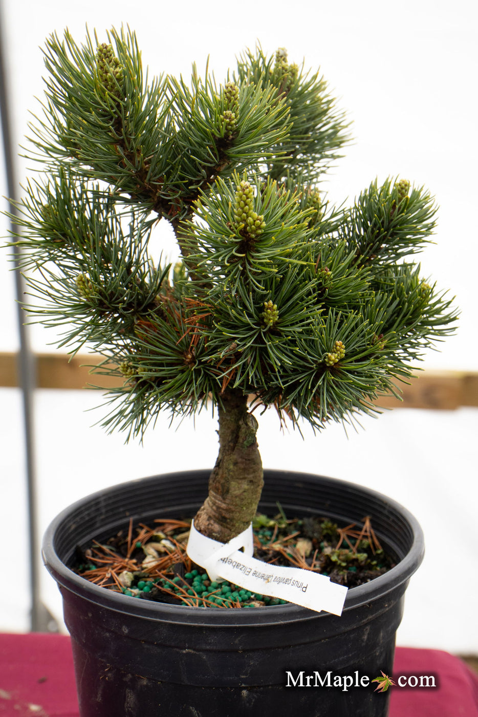 Buy Pinus parviflora 'Catherine Elizabeth' Japanese White Pine Tree ...