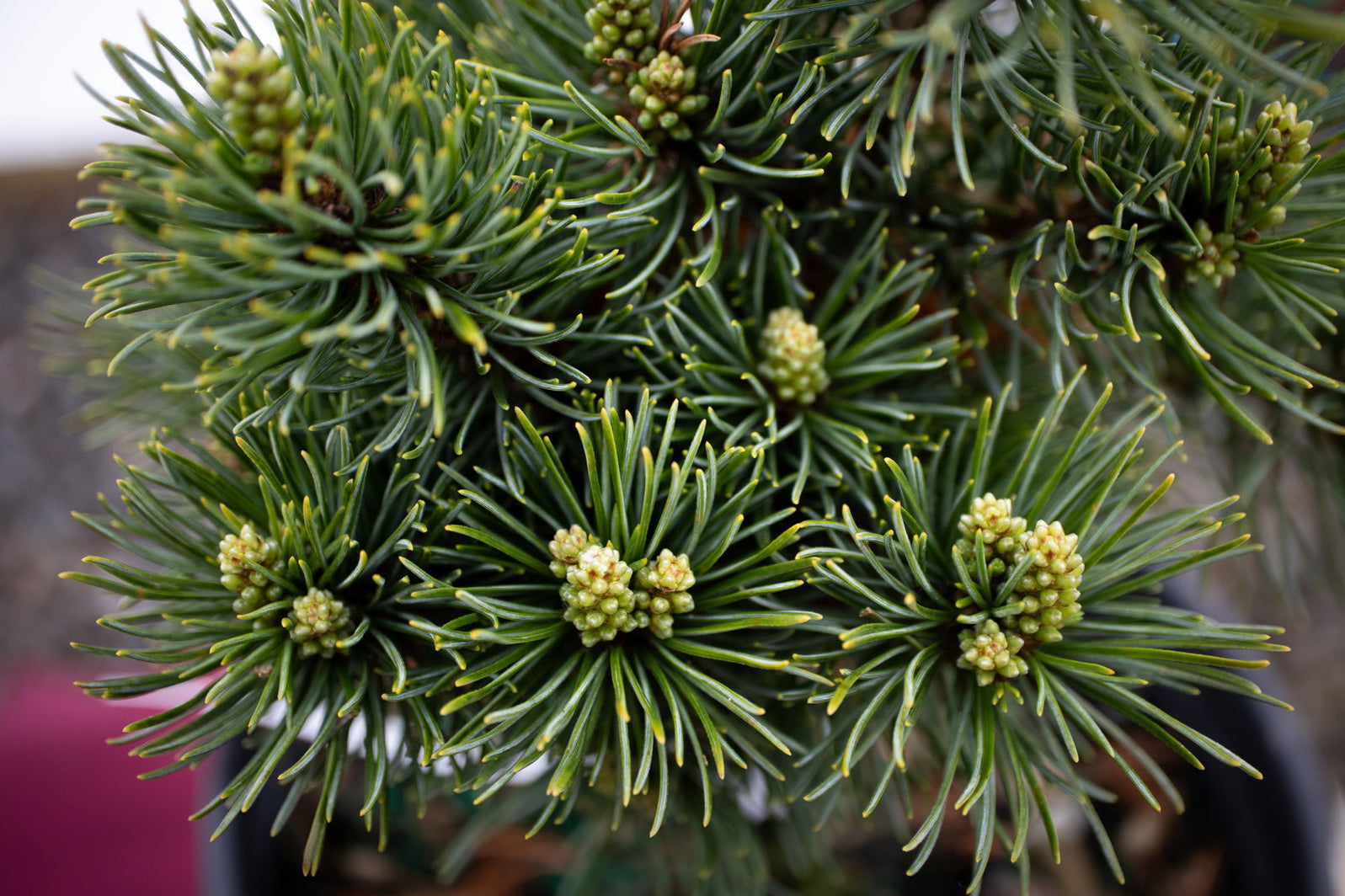 Buy Pinus parviflora 'Catherine Elizabeth' Japanese White Pine Tree ...