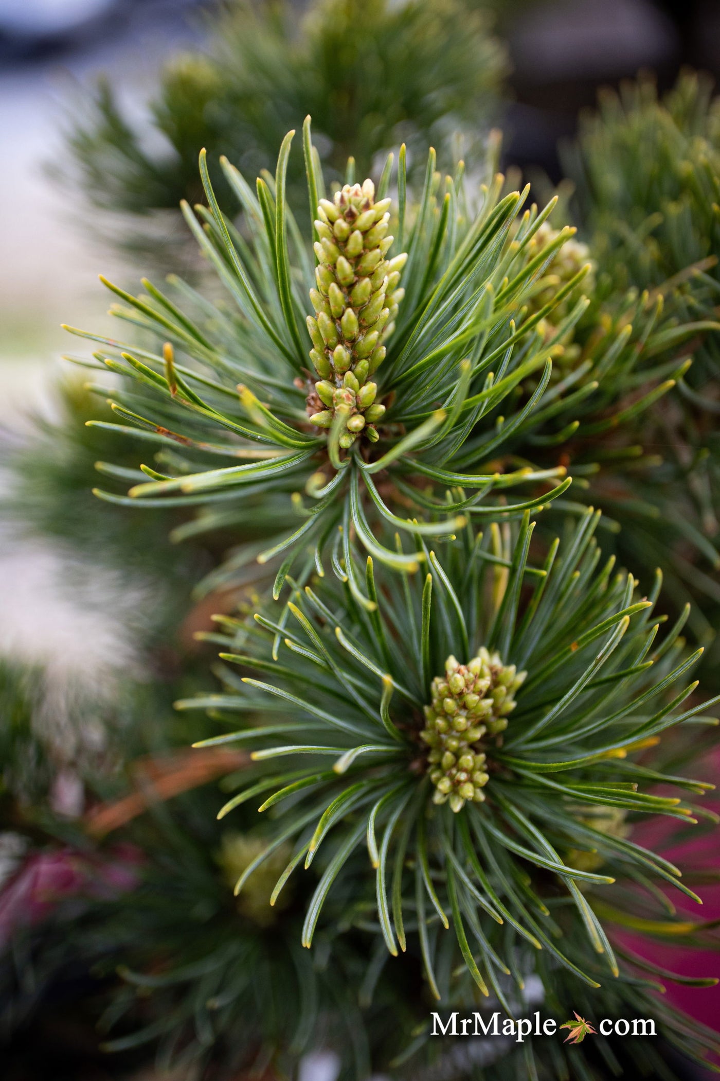 Buy Pinus parviflora 'Catherine Elizabeth' Japanese White Pine Tree ...